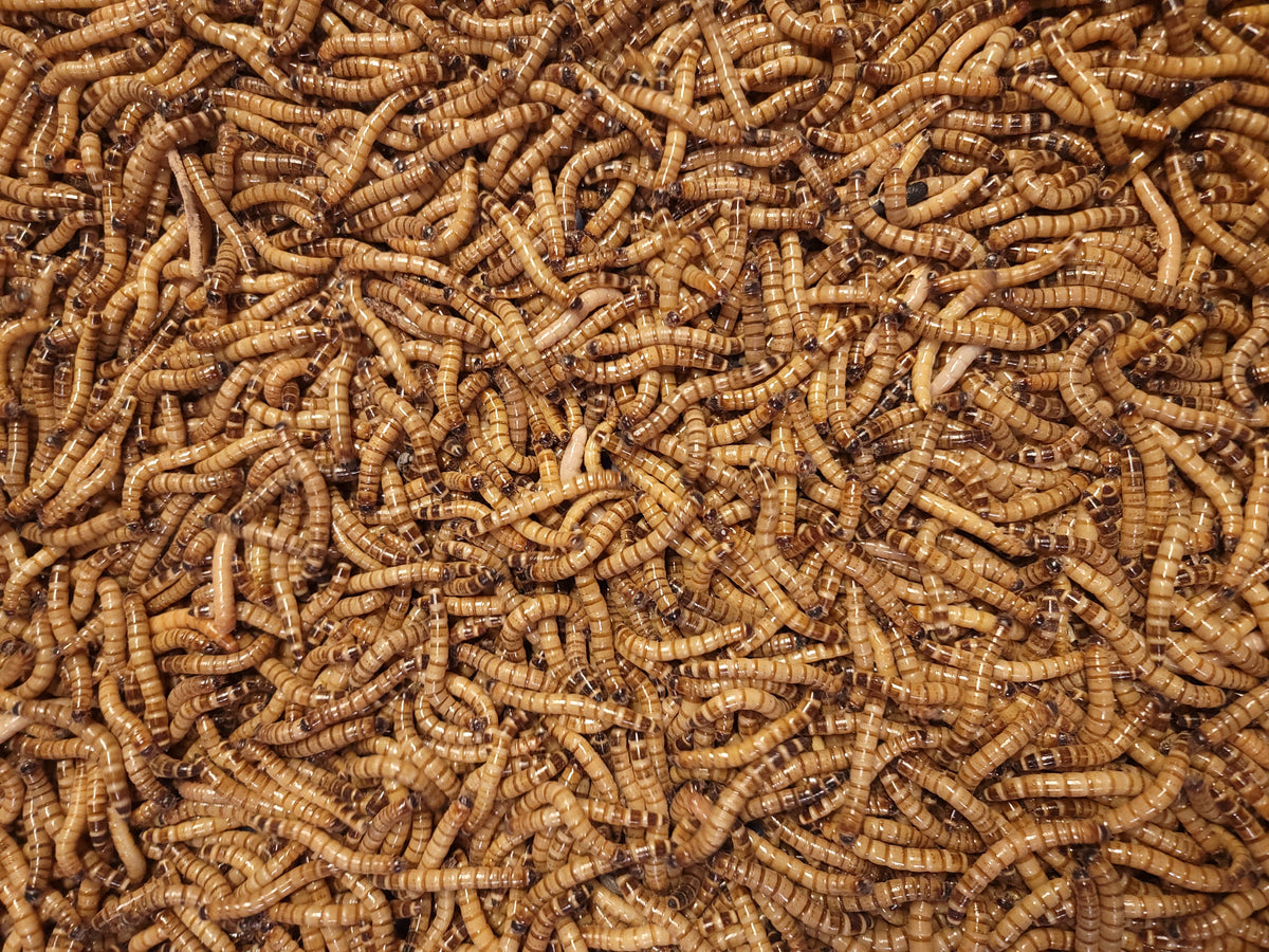 Live Superworms – Predator Foods