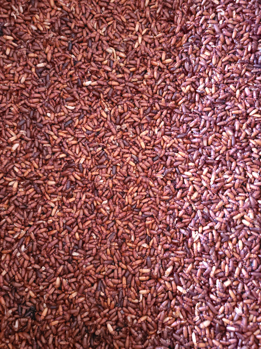 Live Darkling Beetles – Predator Foods