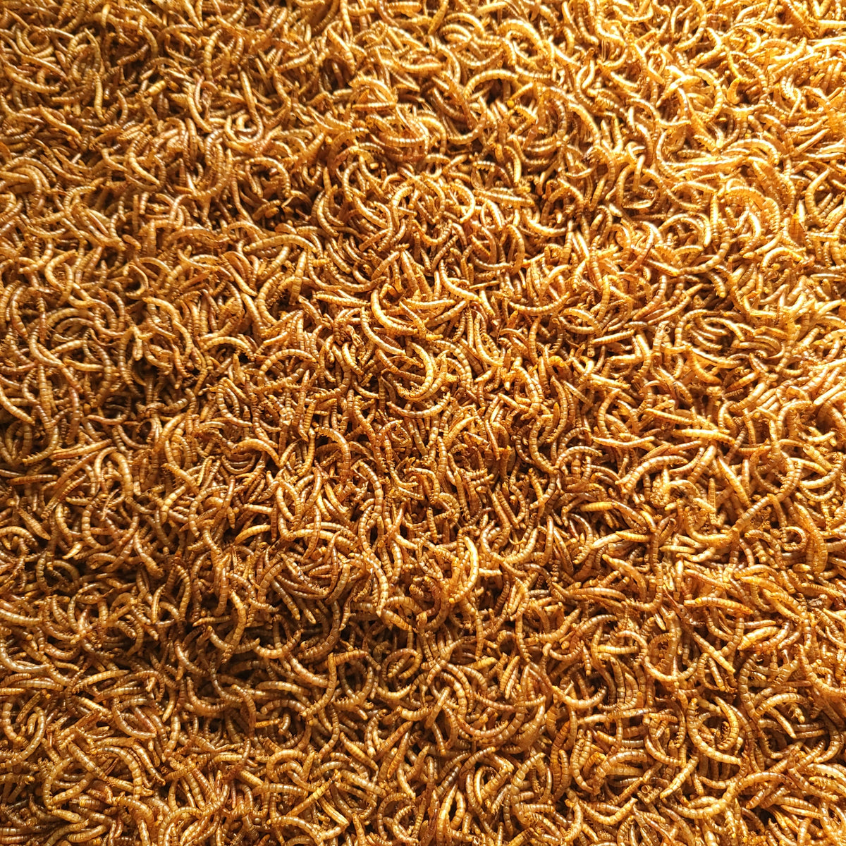 Dried Mealworms – Predator Foods