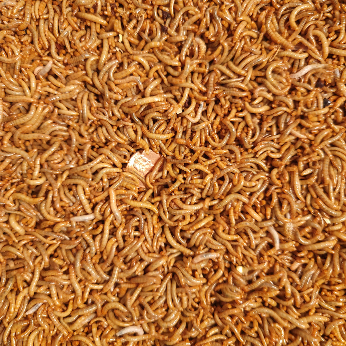 Live Mealworms – Predator Foods