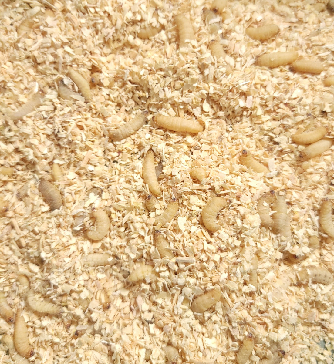 Live Wax Worms – Predator Foods