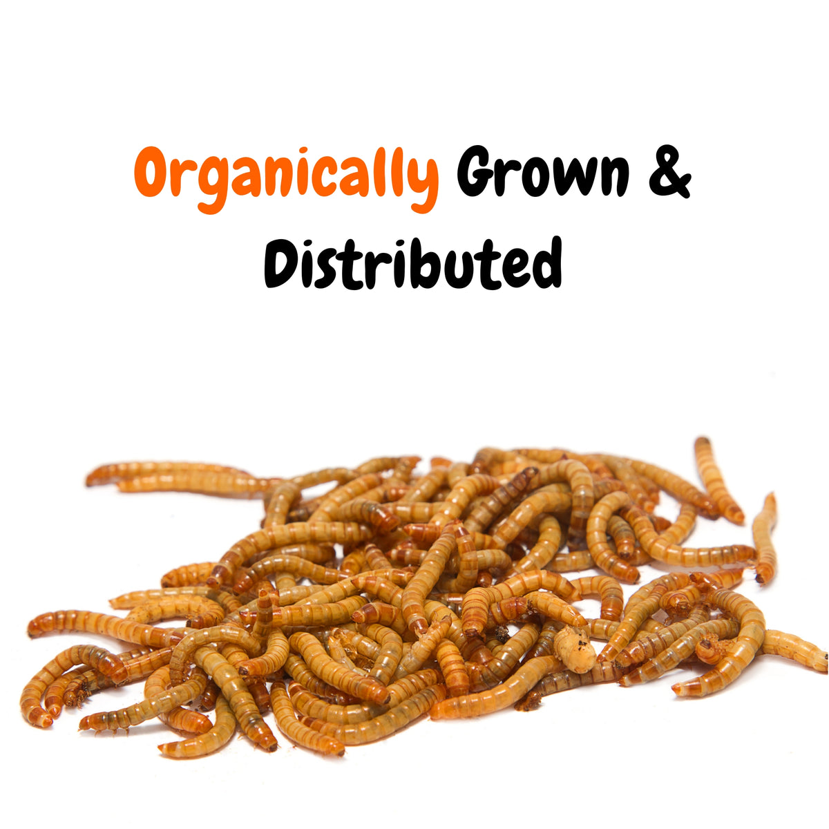 Live Mealworms for Sale - Bulk Live Mealworms - Predator Foods